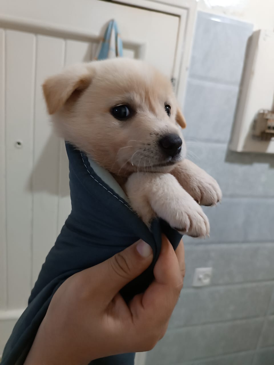 Labrador pour adoption à Vendre à Bon Prix Maroc Casablanca, Rabat