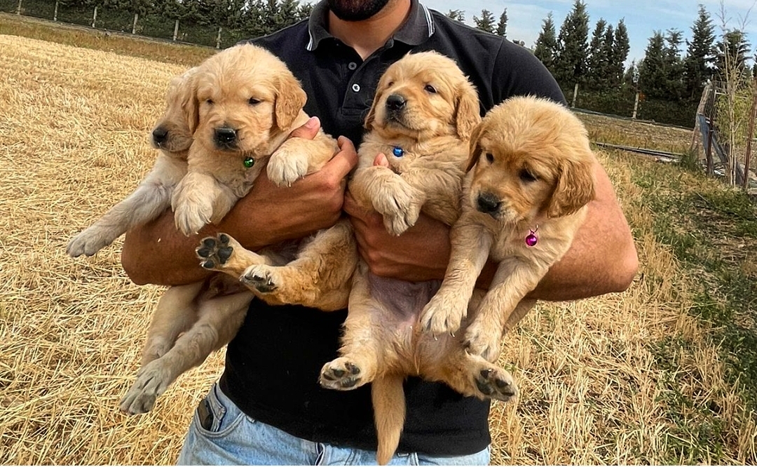 Golden retriever à Vendre à Bon Prix Maroc Casablanca, Rabat