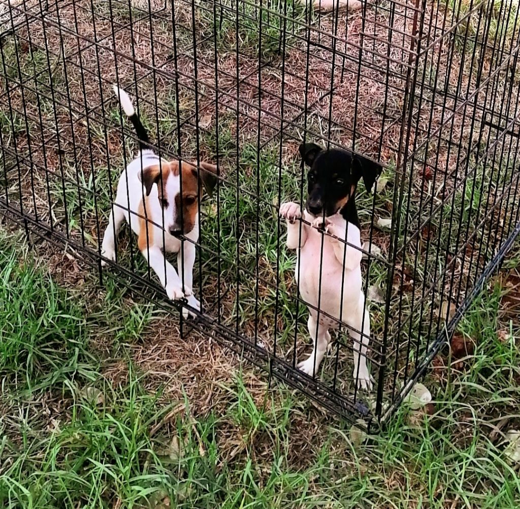 Vente Chien à bon prix au Maroc : Rabat, Casablanca ...