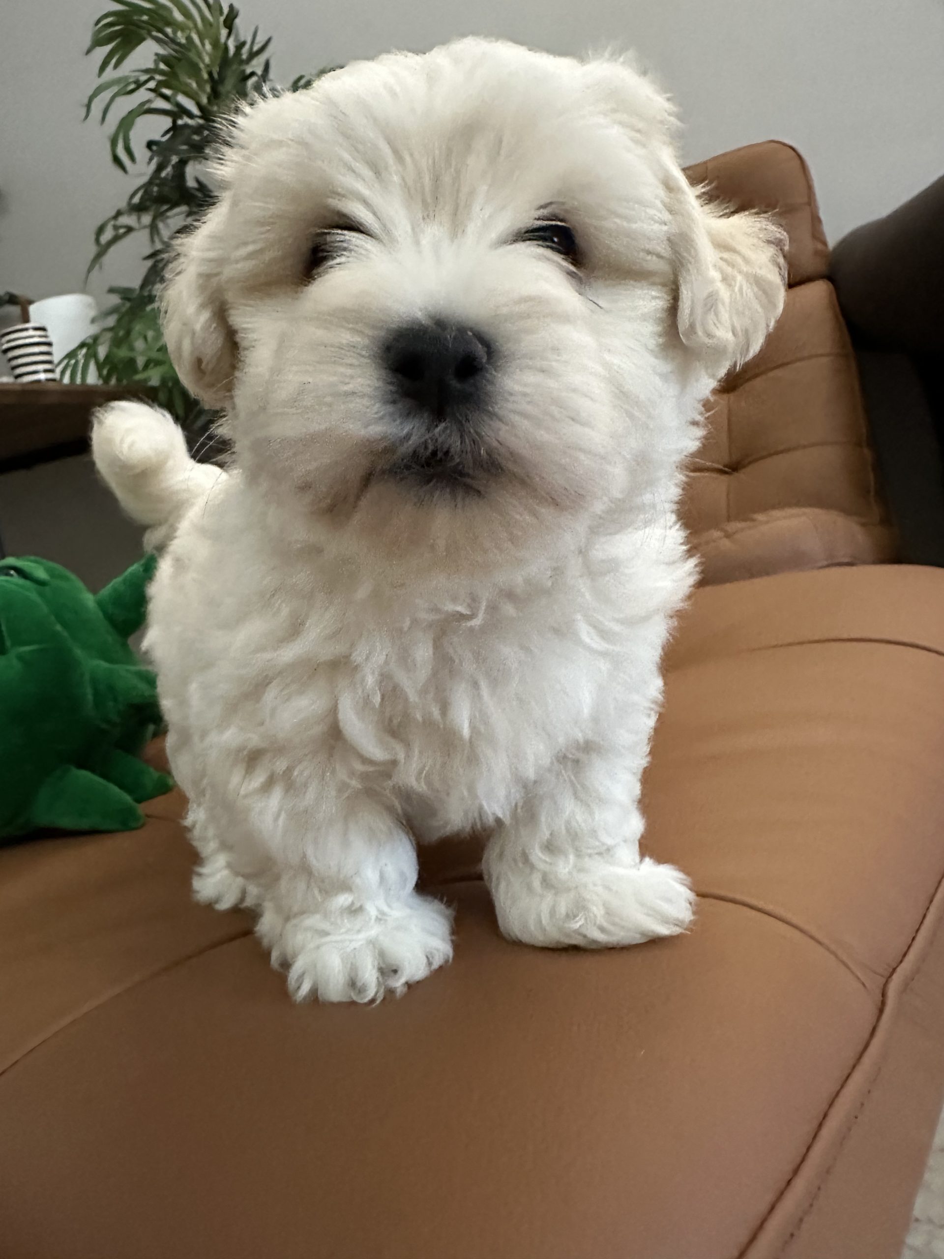 Chiots bichon maltais à Vendre à Bon Prix Maroc Casablanca