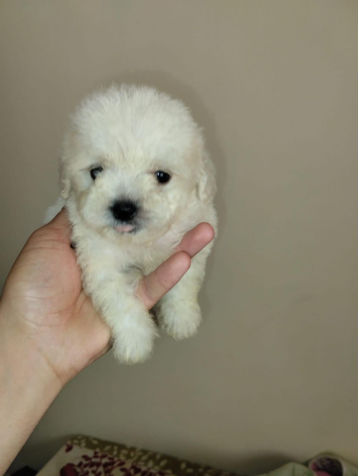 Bichon maltais nain à Vendre à Bon Prix Maroc Casablanca, Rabat