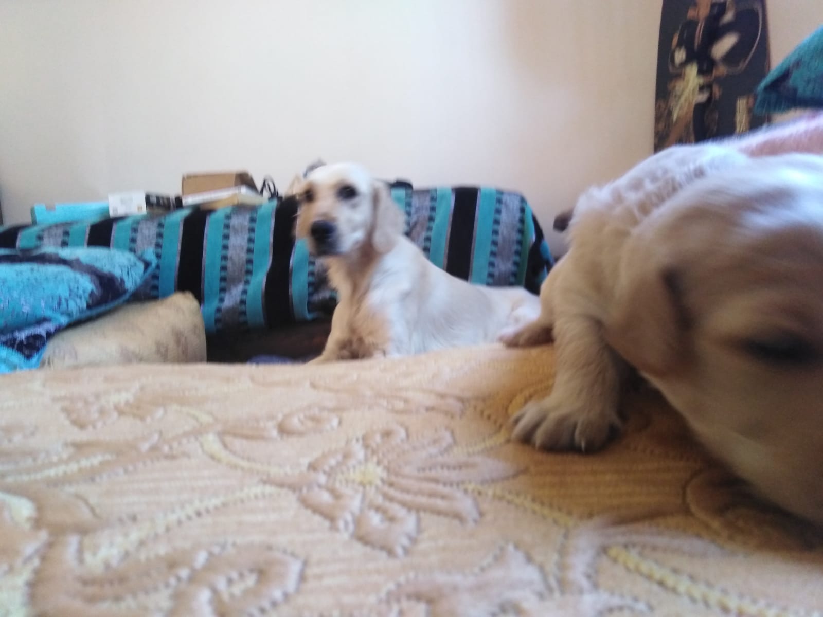Adorables chiots à vendre - Disponibles fin mars à Vendre à Bon Prix ...