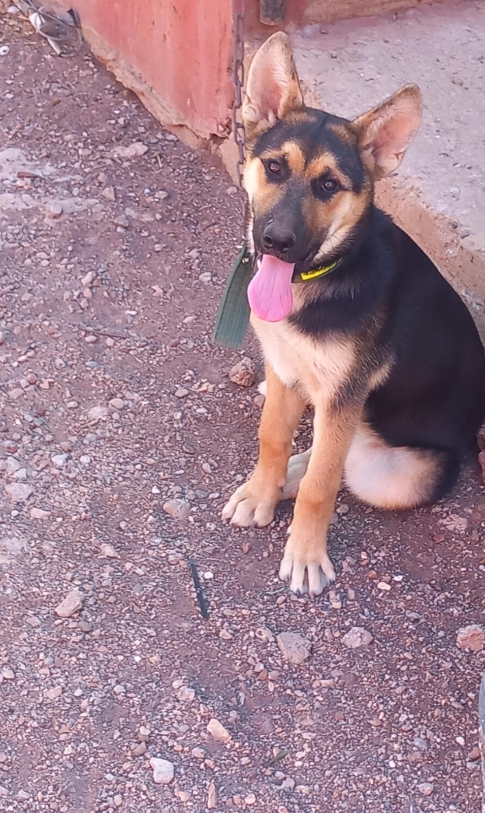 Deux Bergers allemands, à Vendre à Bon Prix Maroc Casablanca, Rabat