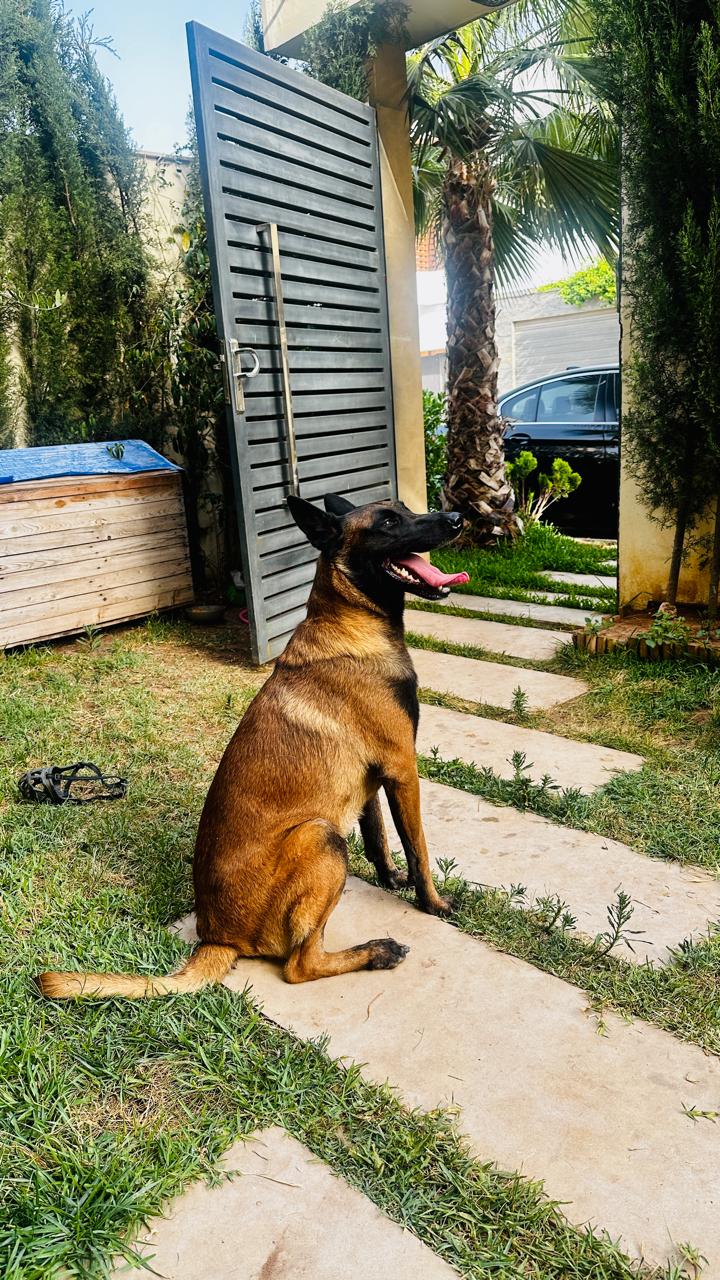 Berger Malinois à Vendre à Bon Prix Maroc Casablanca, Rabat
