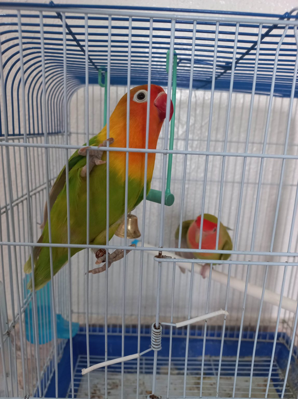 Bb Perroquet Vendre