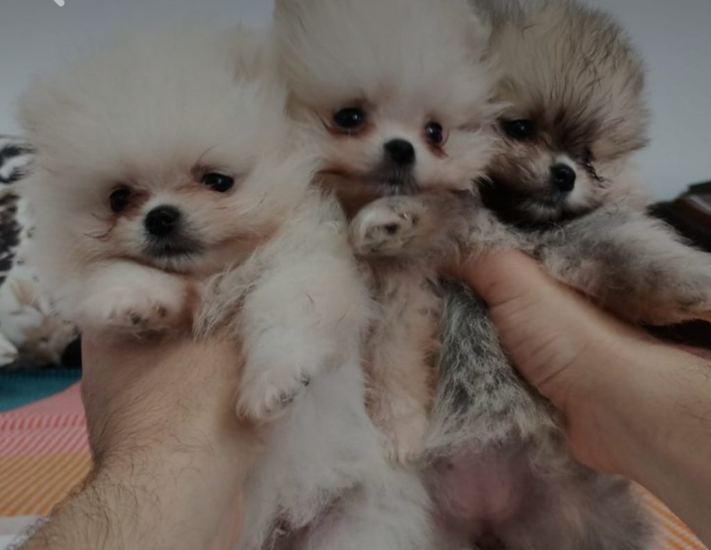 Spitz a vendre à Vendre à Bon Prix Maroc Casablanca, Rabat