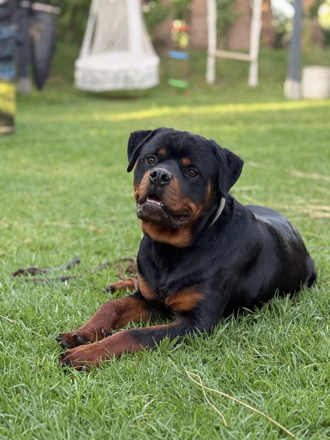 Chien et Chat à Vendre à Bon Prix au Maroc : Casablanca, Rabat