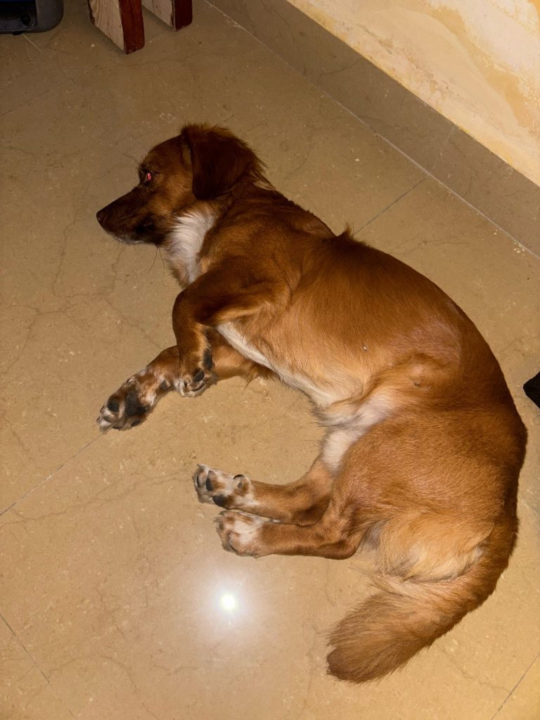 Chien et Chat à Vendre à Bon Prix au Maroc : Casablanca, Rabat