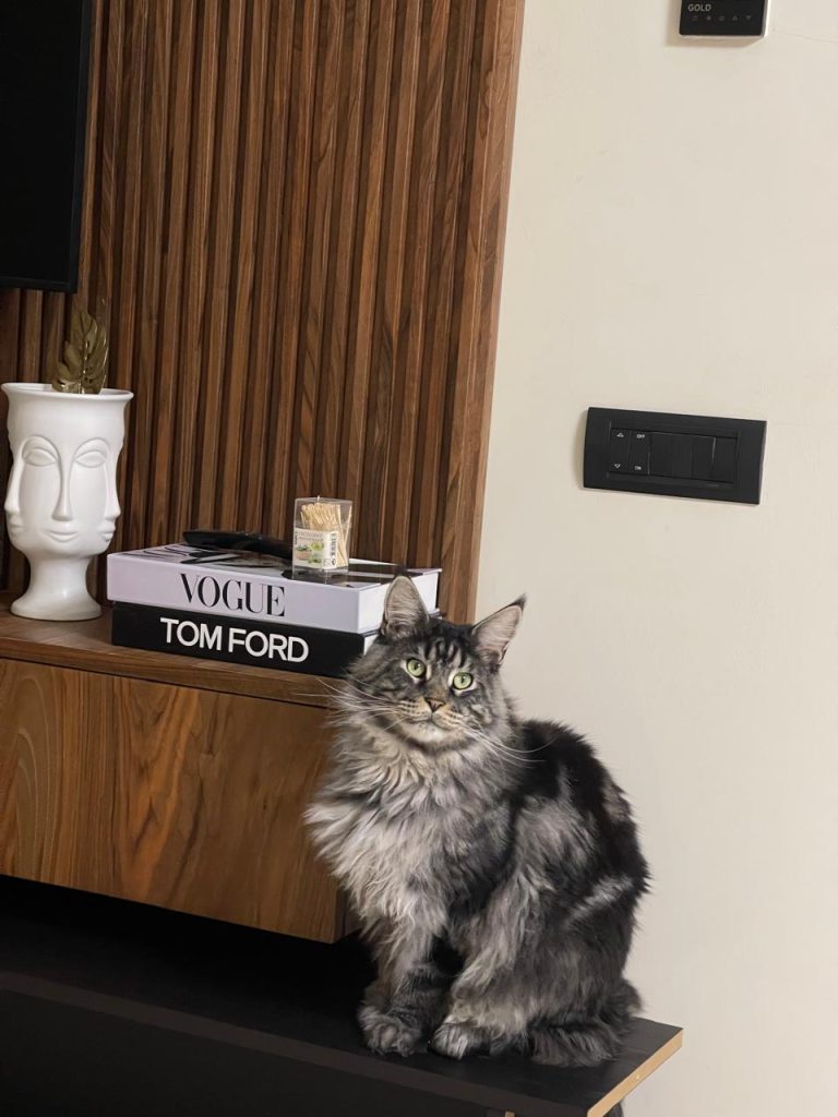 Trois Chats Maine Coon à Vendre à Bon Prix Maroc Casablanca, Rabat