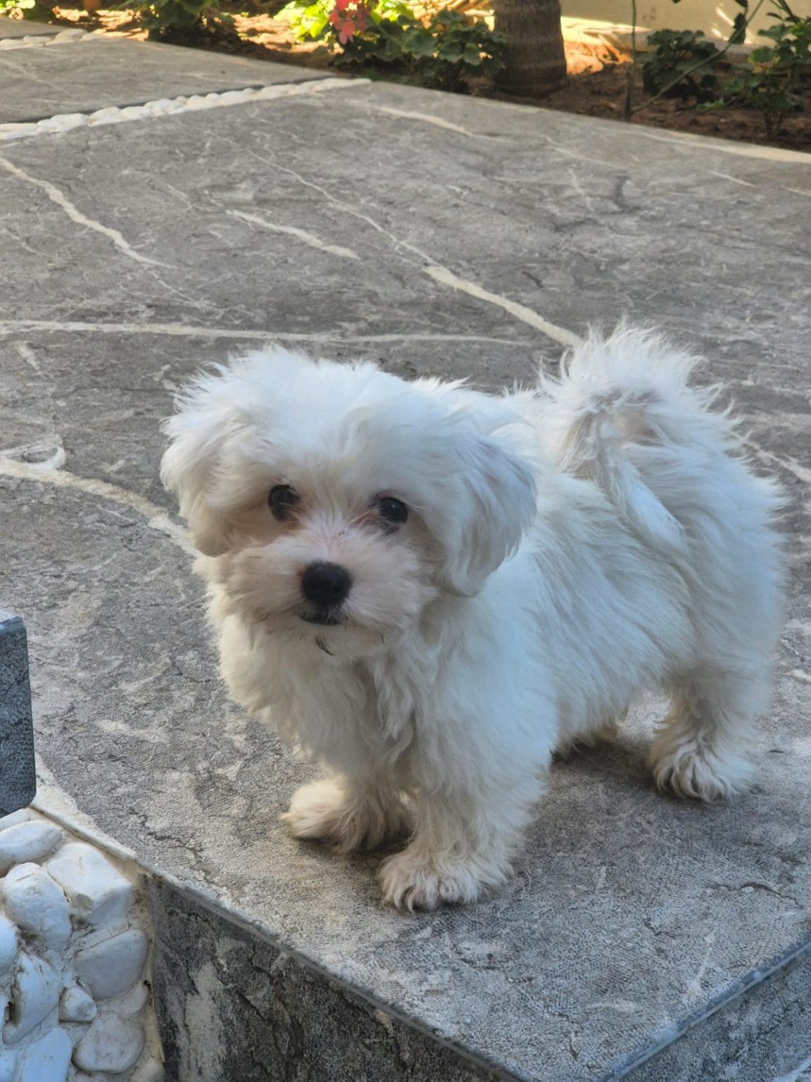 Chiot bichon maltais à Vendre à Bon Prix Maroc Casablanca, Rabat