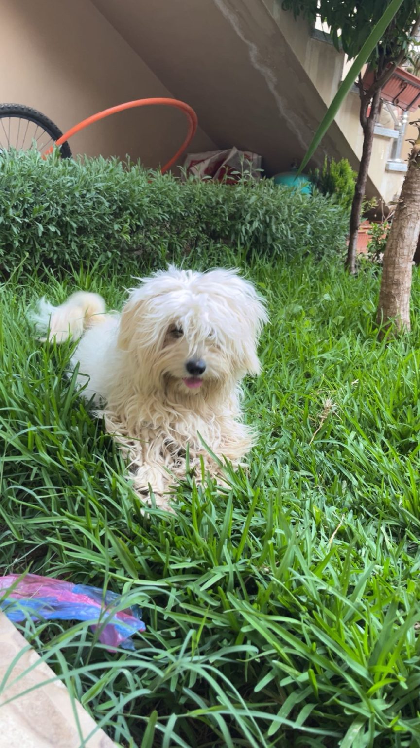 Bichon maltais à Vendre à Bon Prix Maroc Casablanca, Rabat