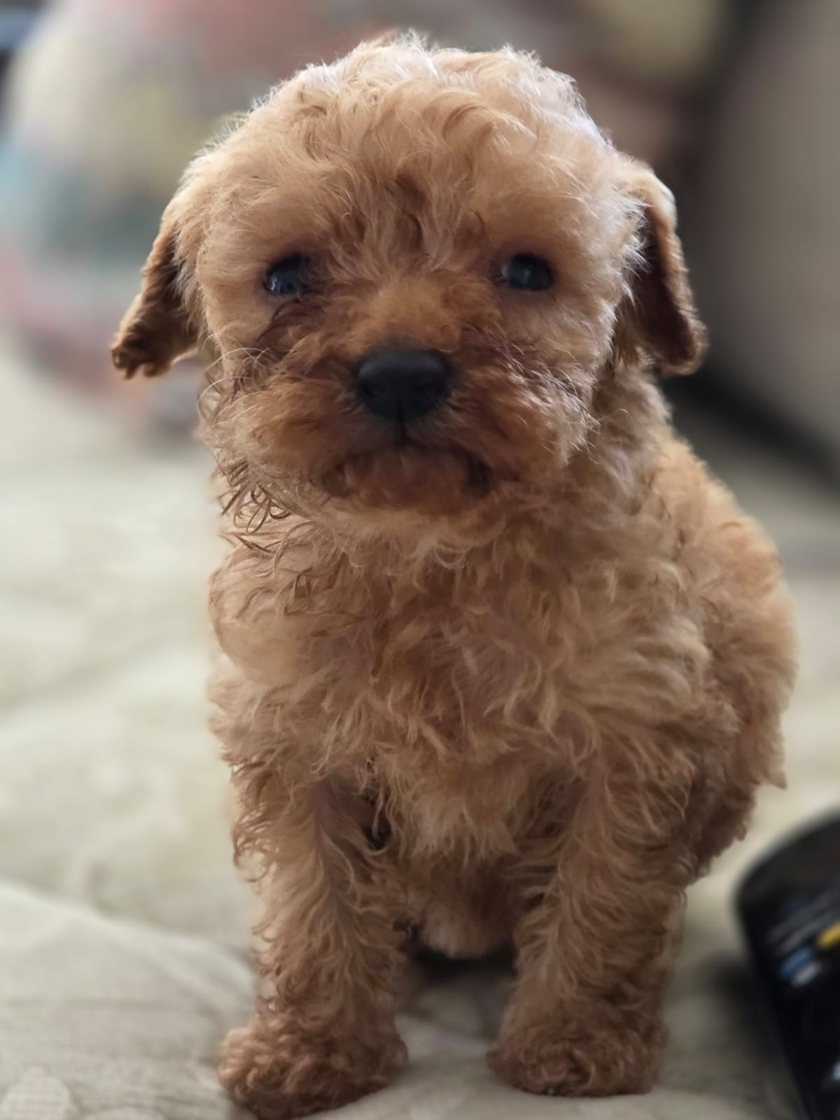 Chien et Chat à Vendre à Bon Prix au Maroc : Casablanca, Rabat