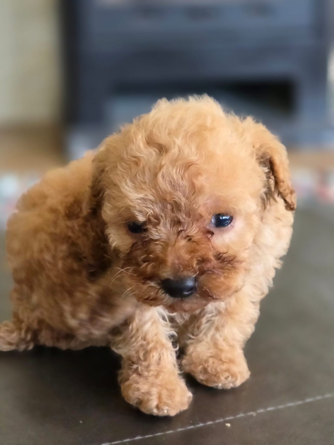 Chien et Chat à Vendre à Bon Prix au Maroc : Casablanca, Rabat