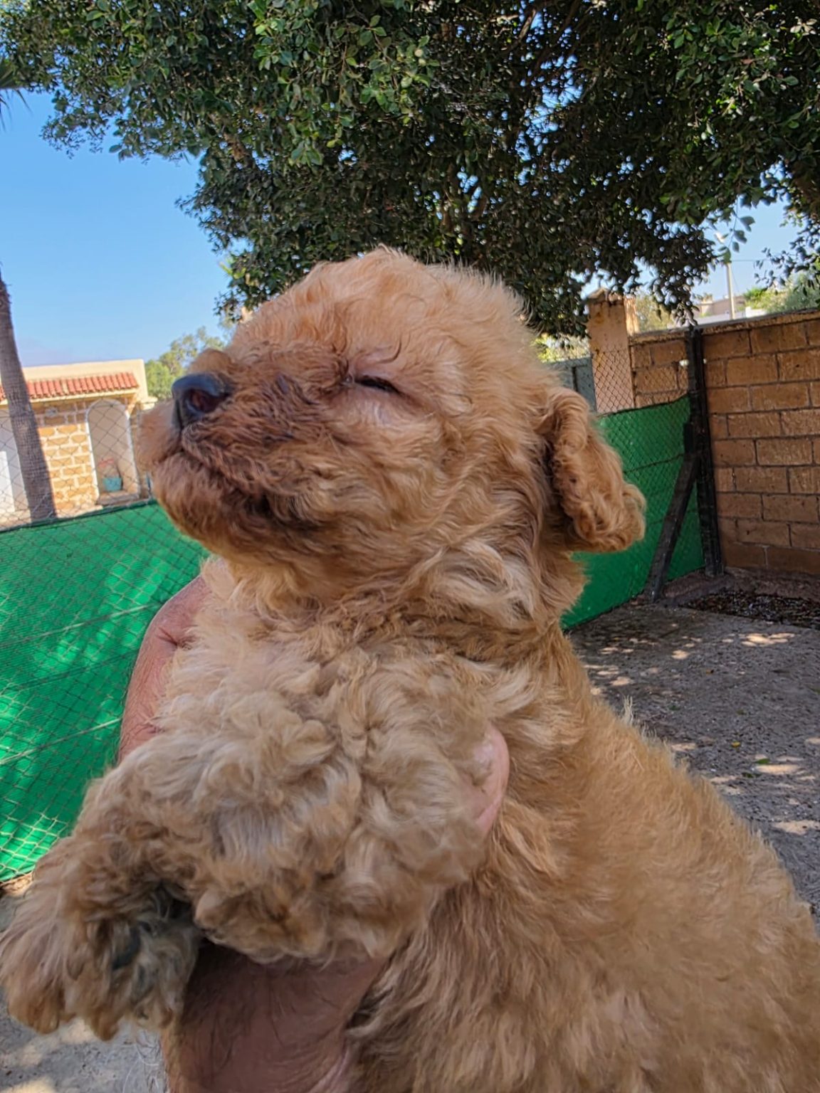 Chien et Chat à Vendre à Bon Prix au Maroc : Casablanca, Rabat