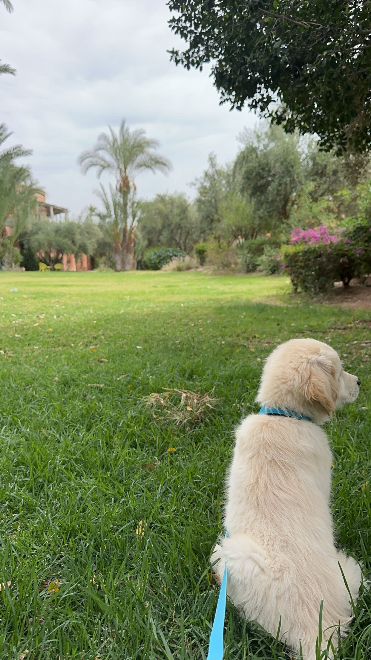 Chien et Chat à Vendre à Bon Prix au Maroc : Casablanca, Rabat