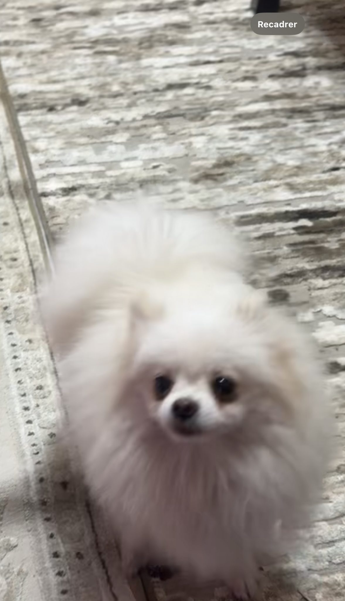 Chien et Chat à Vendre à Bon Prix au Maroc : Casablanca, Rabat