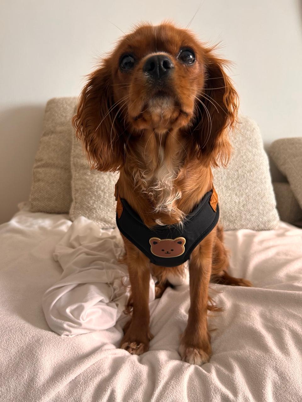 Cavalier King Charles Ruby à Vendre à Bon Prix Maroc Casablanca, Rabat