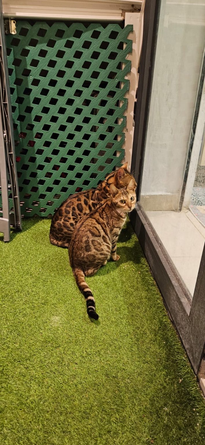 🐱 Chats Bengal 🐱 à Vendre à Bon Prix Maroc Casablanca, Rabat