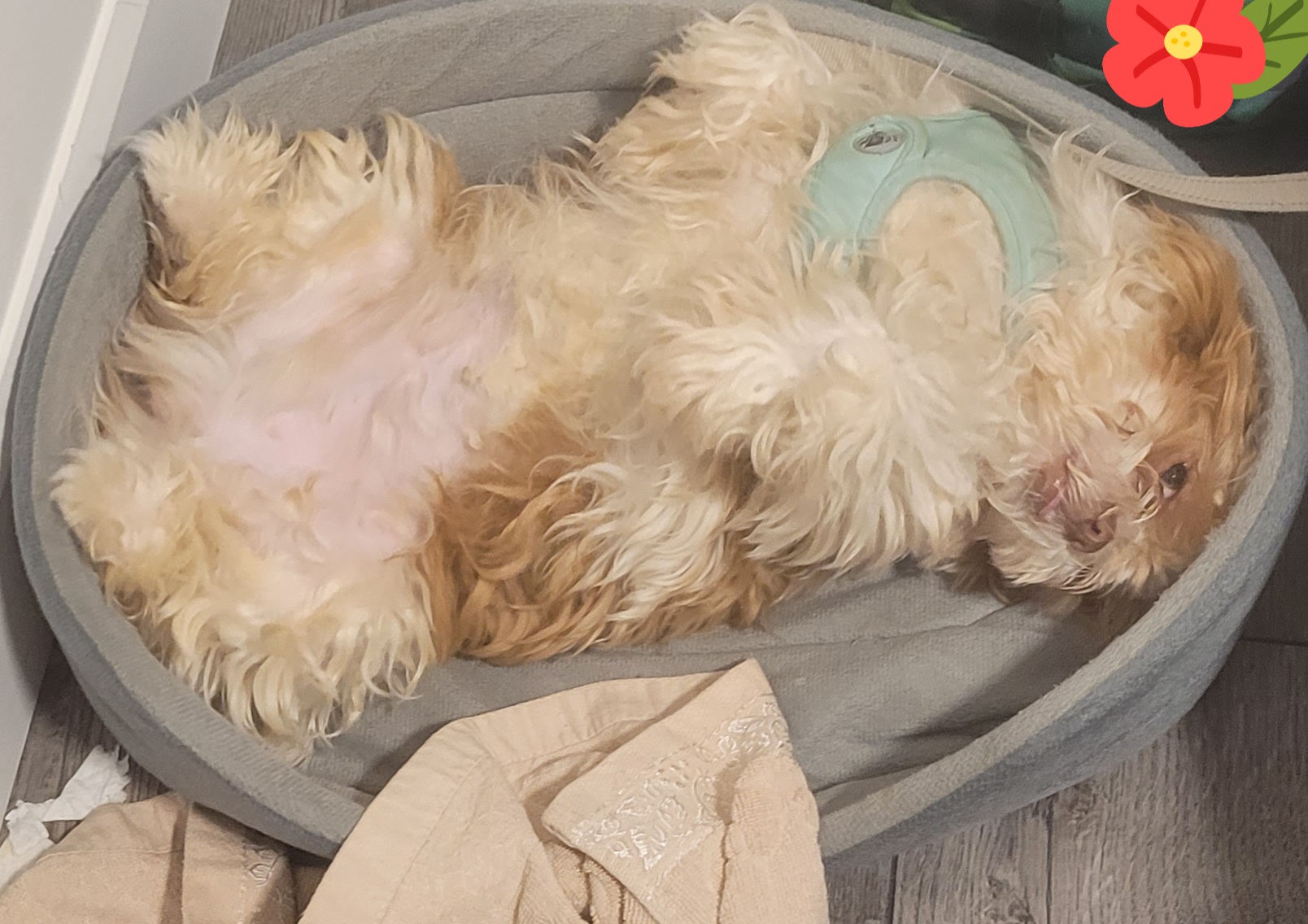 Chien et Chat à Vendre à Bon Prix au Maroc : Casablanca, Rabat